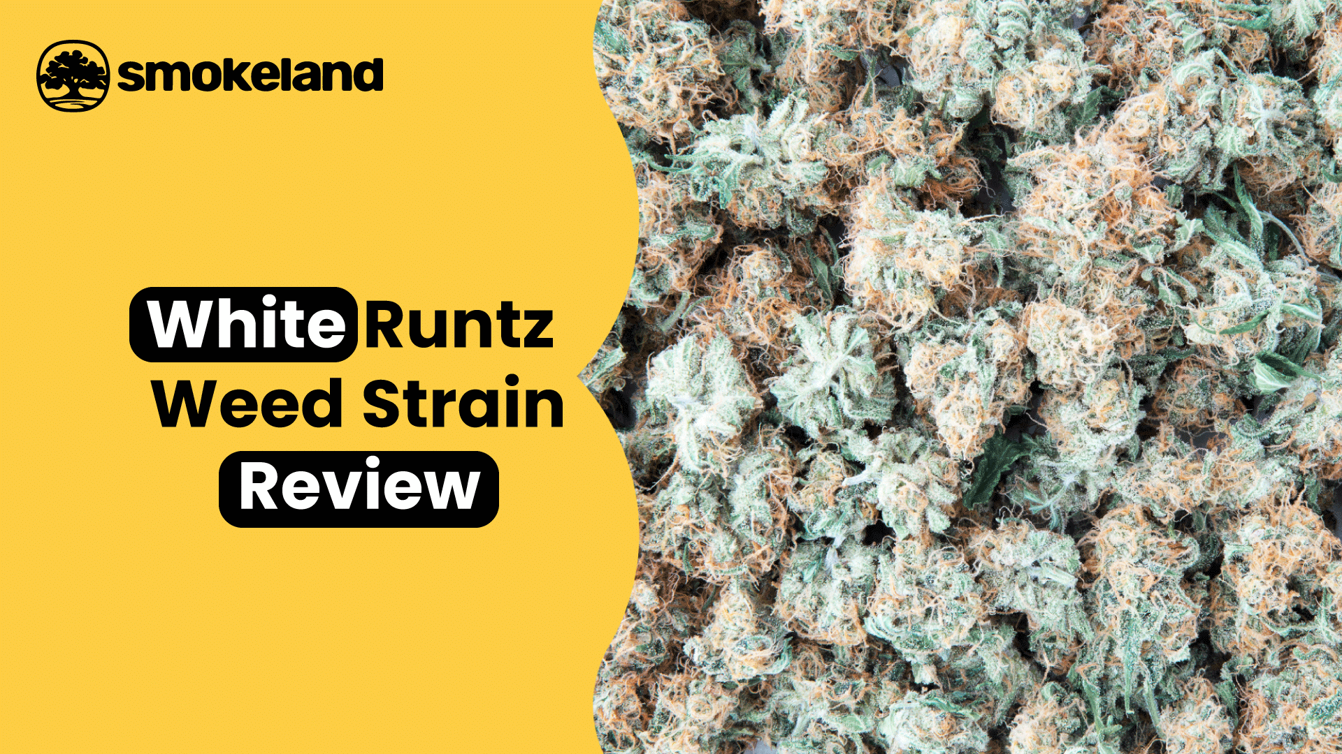 White Runtz Weed Strain Review