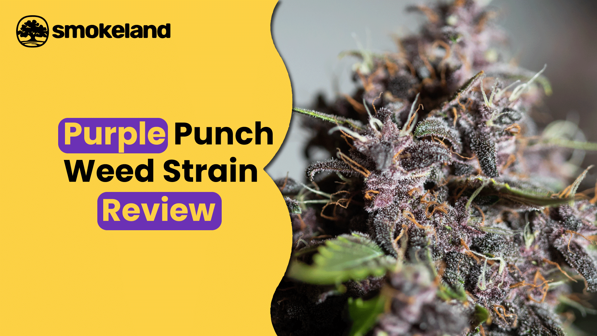 Purple Punch Strain: Effects, Flavor, THC Concentration