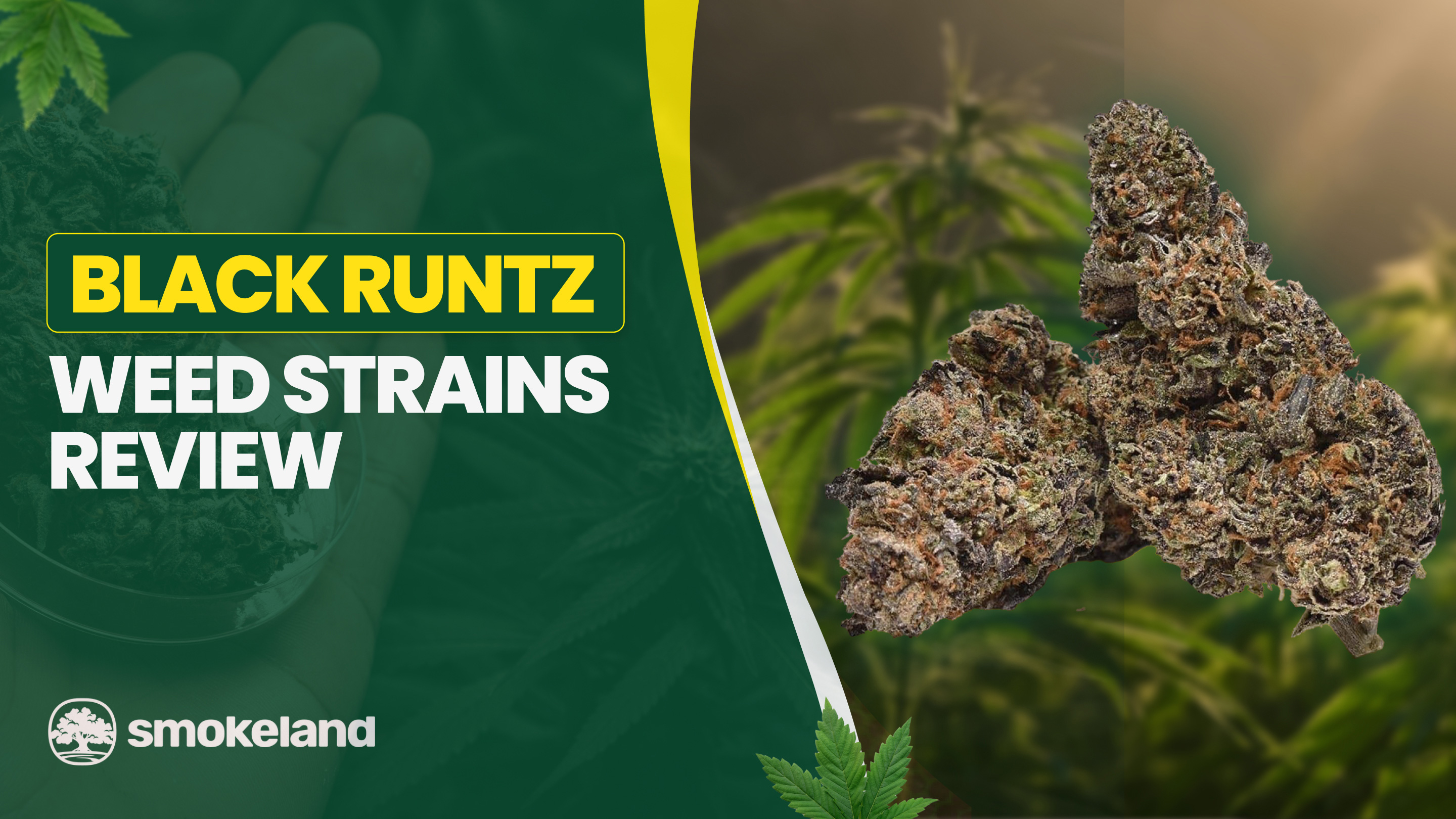 Black Runtz Weed Strain: Every Little Thing You Need to Know
