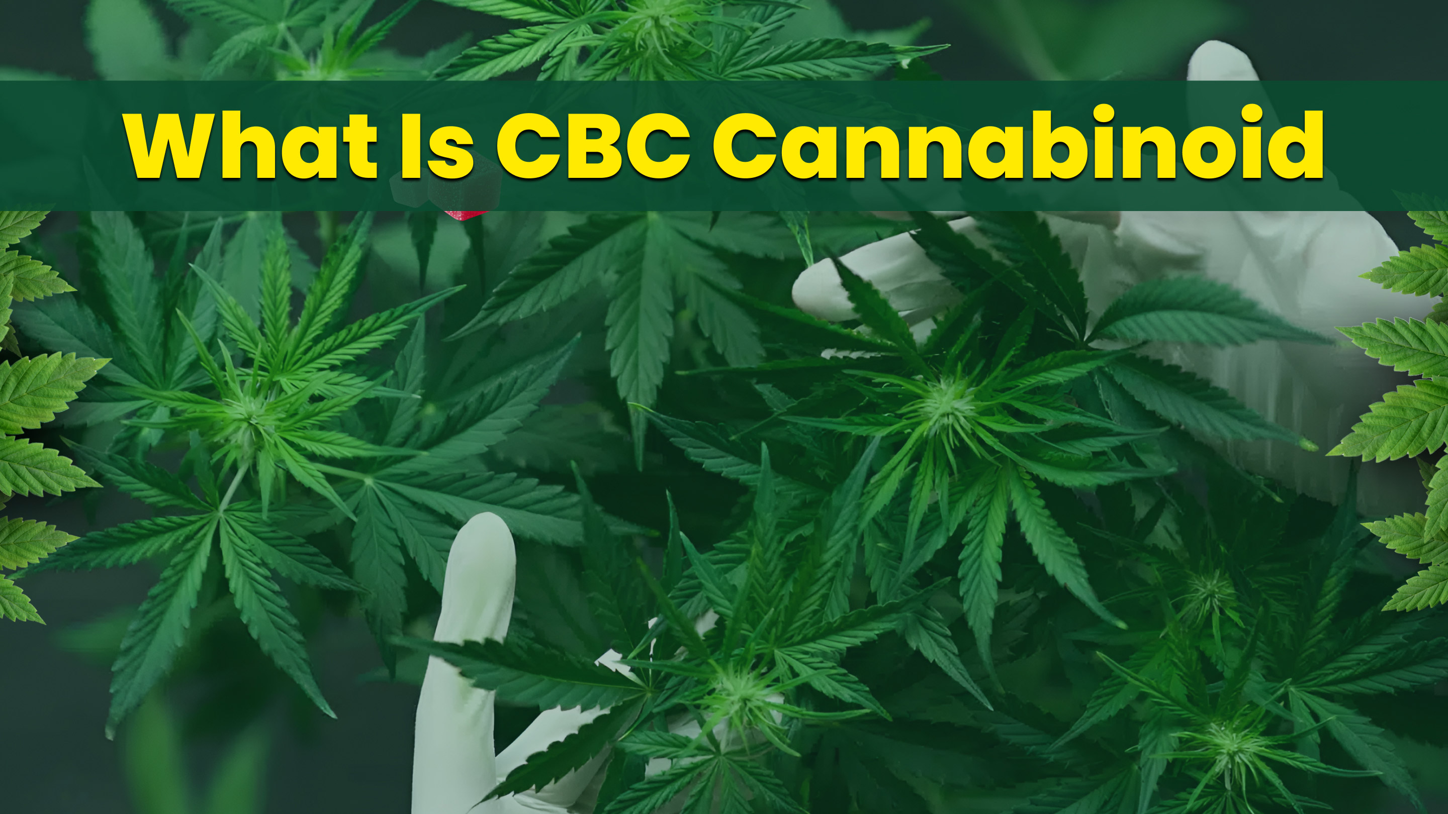 What Is CBC Cannabinoid and How Does It Differ from CBD and THC?