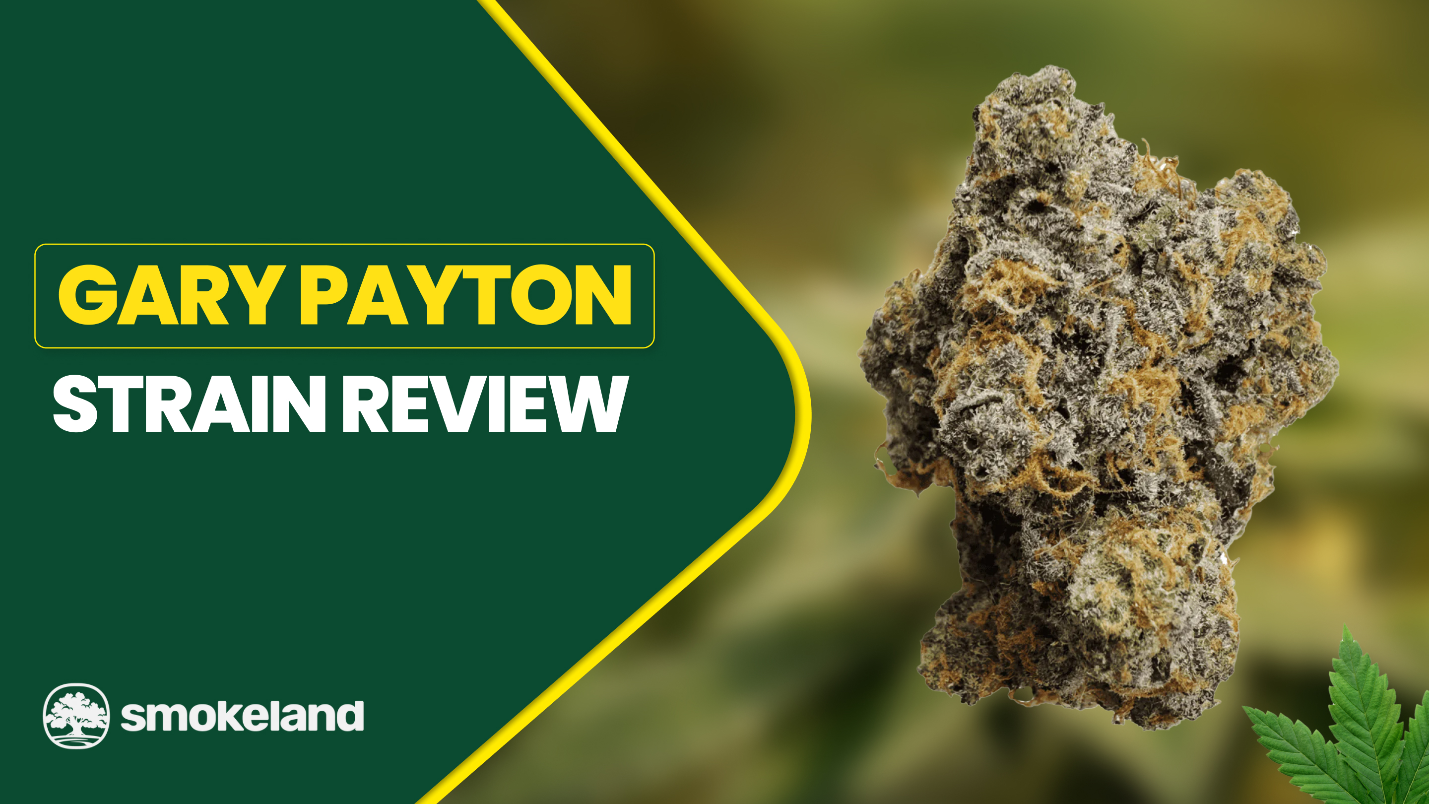 Gary Payton Strain Review: Characteristics, effects, and benefits