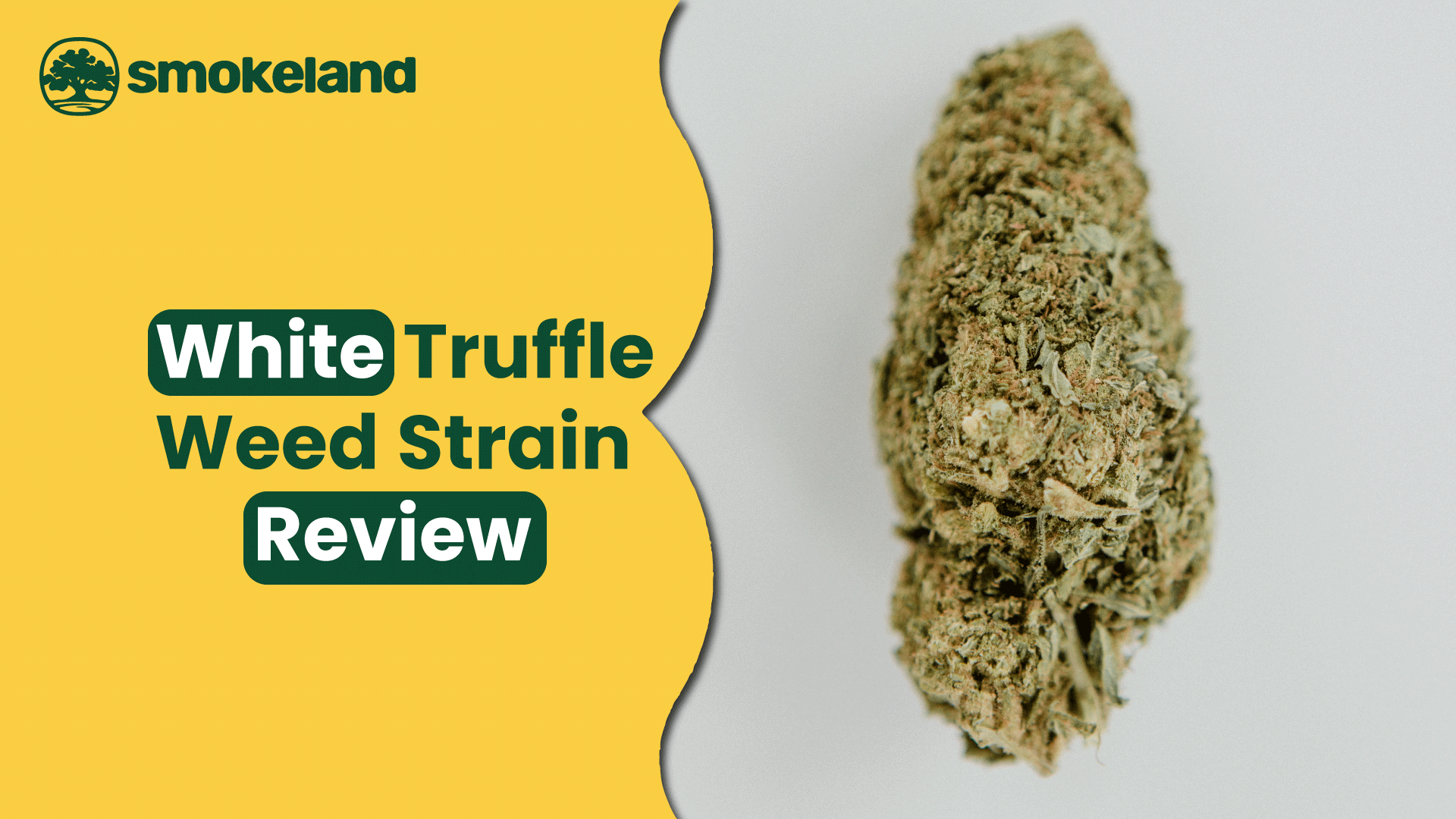White Truffle Strain Review: Earthy, Strong & Surprisingly Smooth