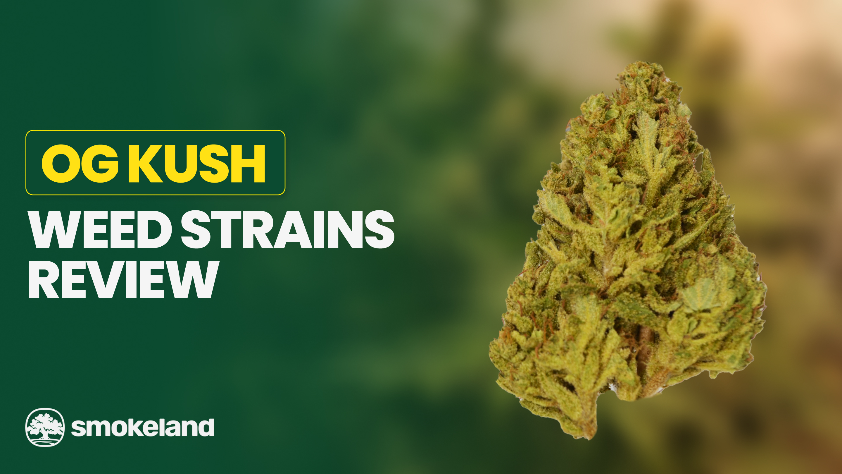 OG Kush strain Review: Characteristics, Effects, Benefits, and More