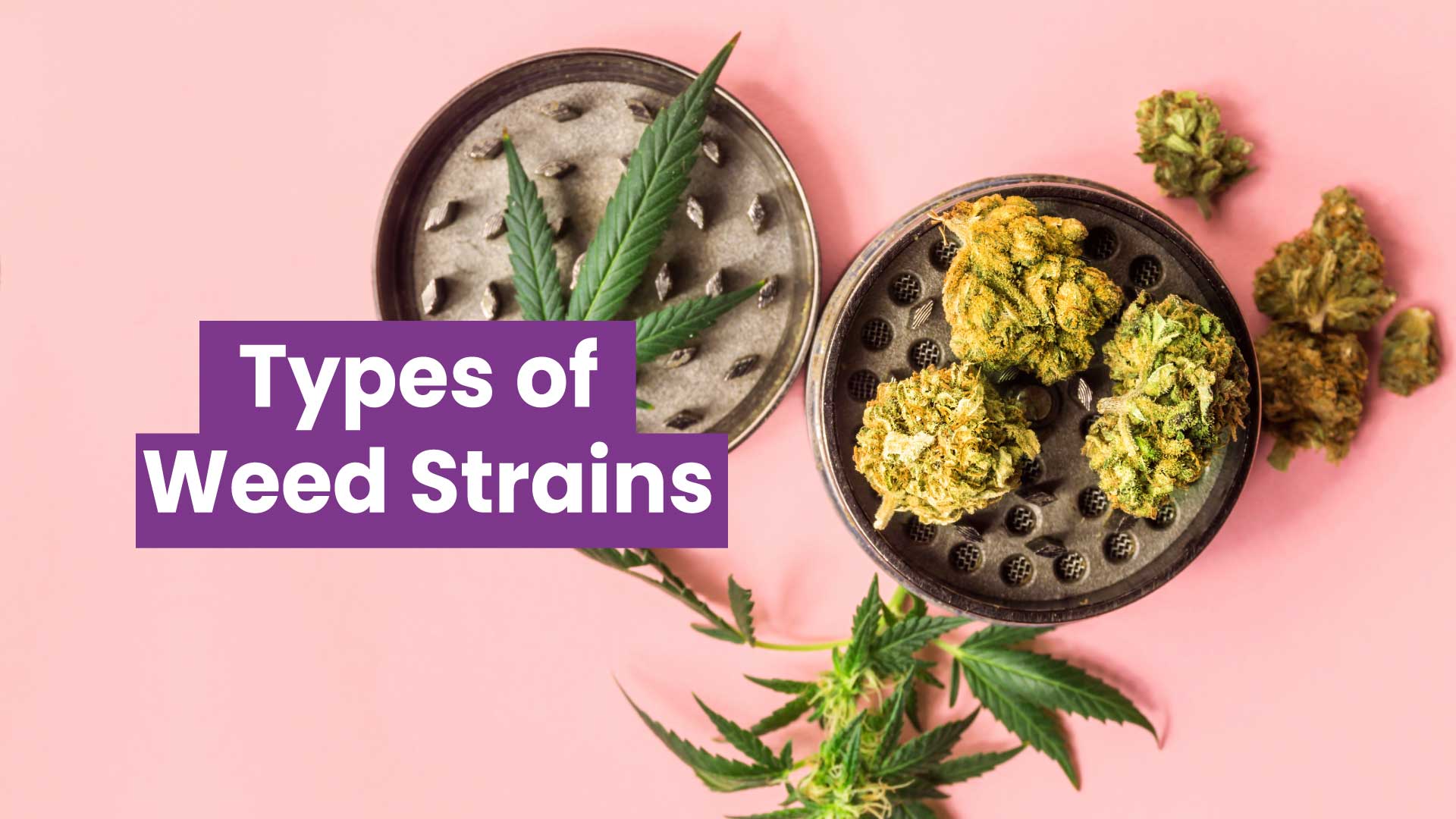 An ultimate guide to types of weed strains