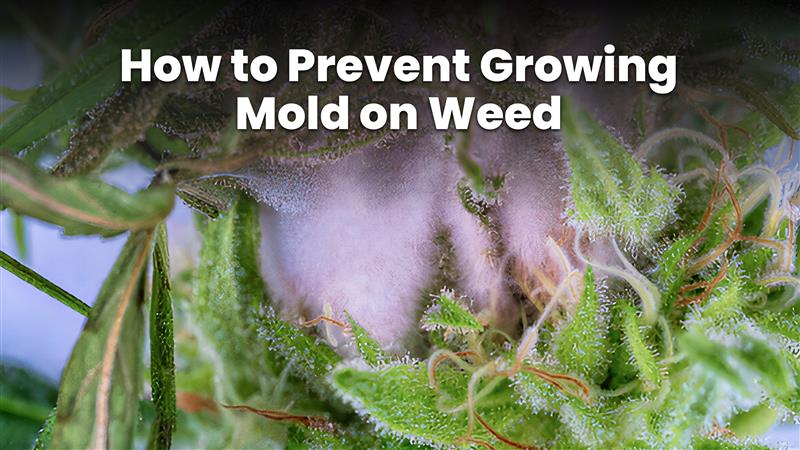 How to Prevent Growing Mold on Weed?