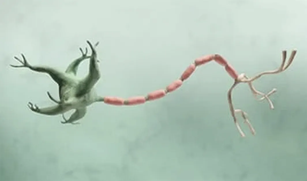 MicroBachelors® Program in Introduction to Neuroscience | Harvard Online